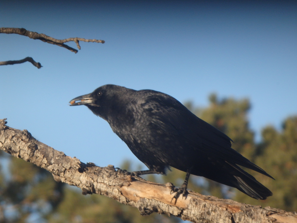 American Crow from Fort Collins, CO, USA on March 10, 2024 at 05:16 PM ...