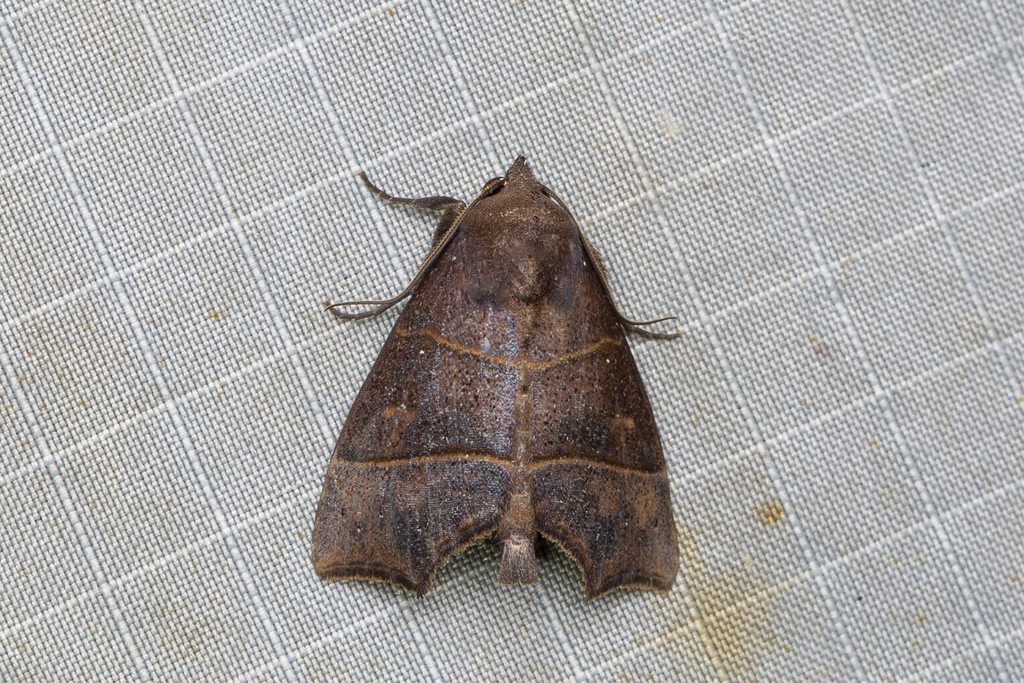 Acidon from MCM Nature Discovery Villa (Stephen's Place), Fraser's Hill ...