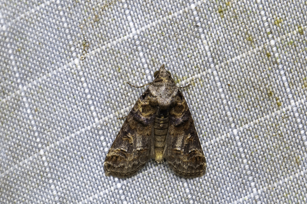Gyrtona from MCM Nature Discovery Villa (Stephen's Place), Fraser's ...