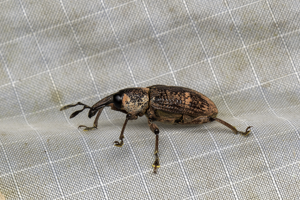 True Weevils from MCM Nature Discovery Villa (Stephen's Place), Fraser ...