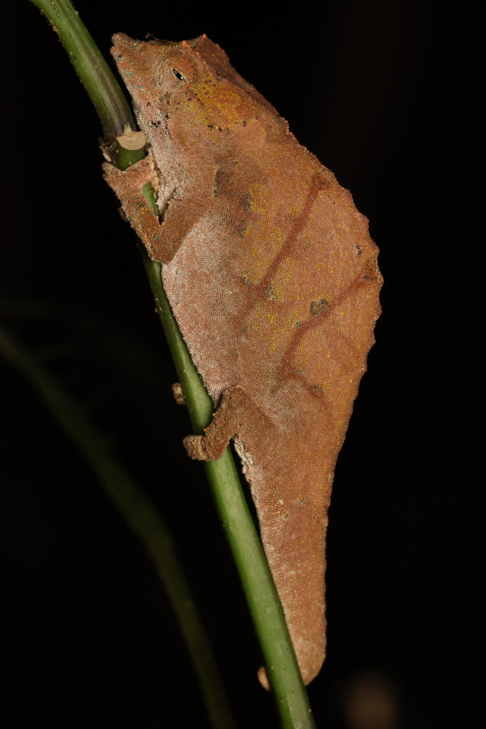 Green pygmy chameleon in March 2024 by andreaudzungwa · iNaturalist