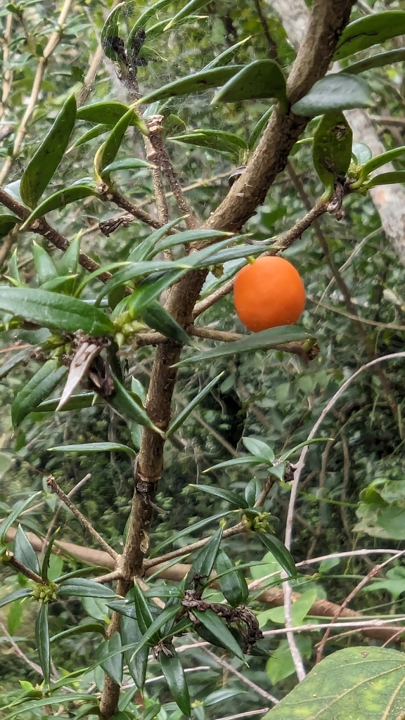 Chain Fruit from Cania QLD 4630, Australia on March 14, 2024 at 09:13 ...