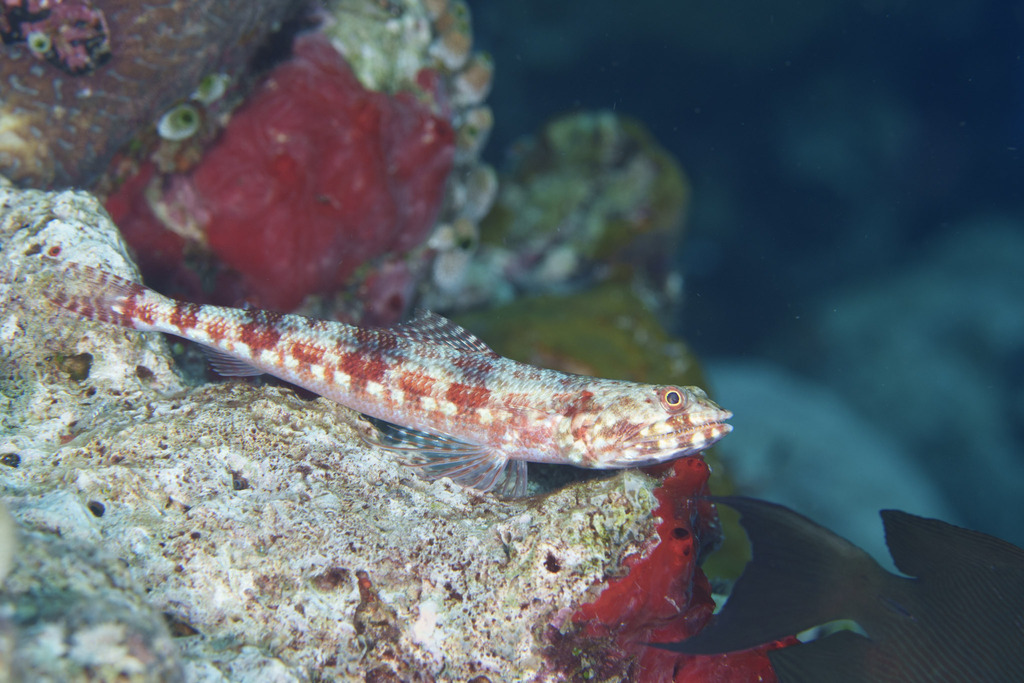 Variegated Lizardfish from Esa'ala District, Milne Bay Province, Papua ...
