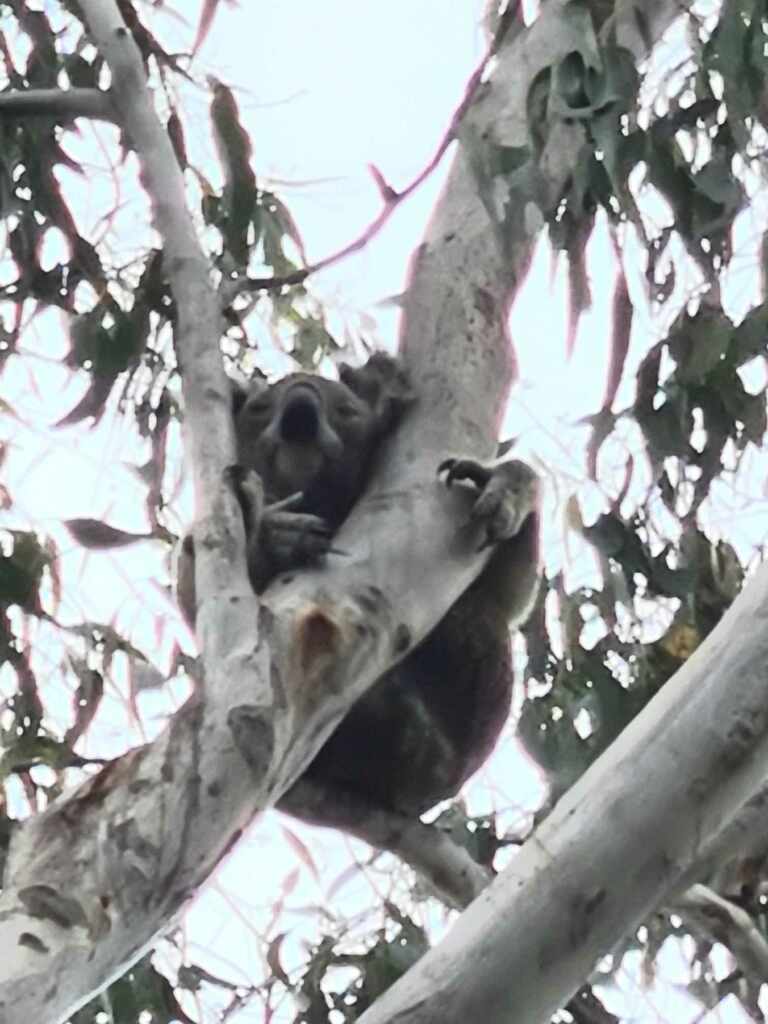 Koala from Kinbombi QLD 4601, Australia on March 14, 2024 by Misty ...