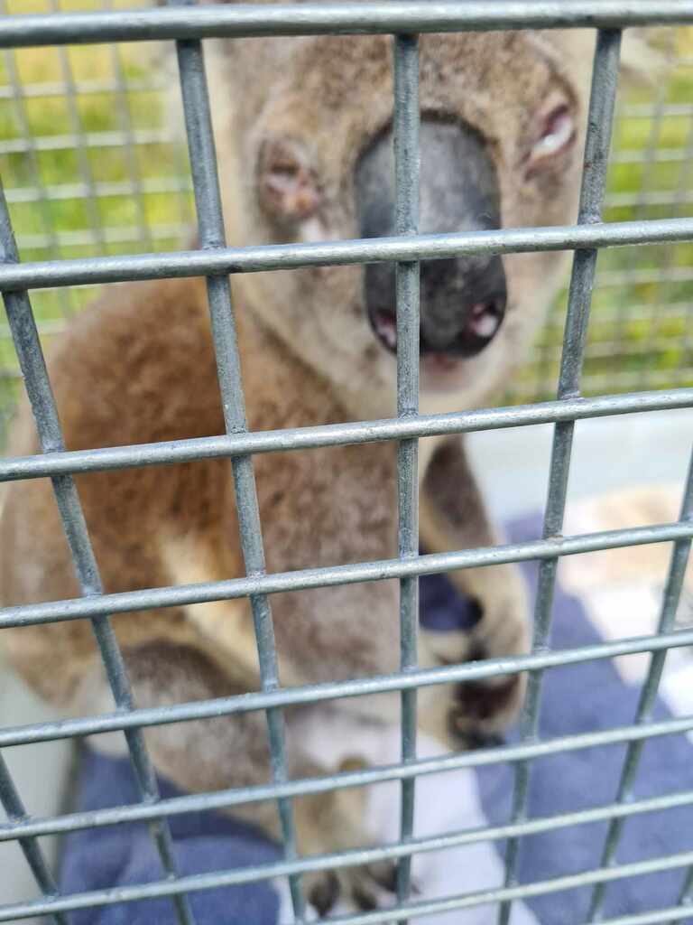 Koala from 32 T H Burns Rd, Ballogie QLD 4610, Australia on March 14 ...