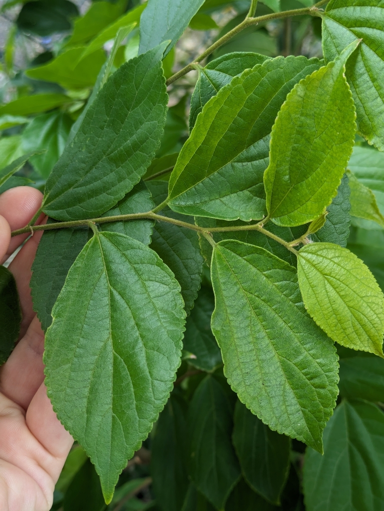 Chinese Hackberry from Sydney Airport (SYD), Mascot NSW 2020, Australia ...