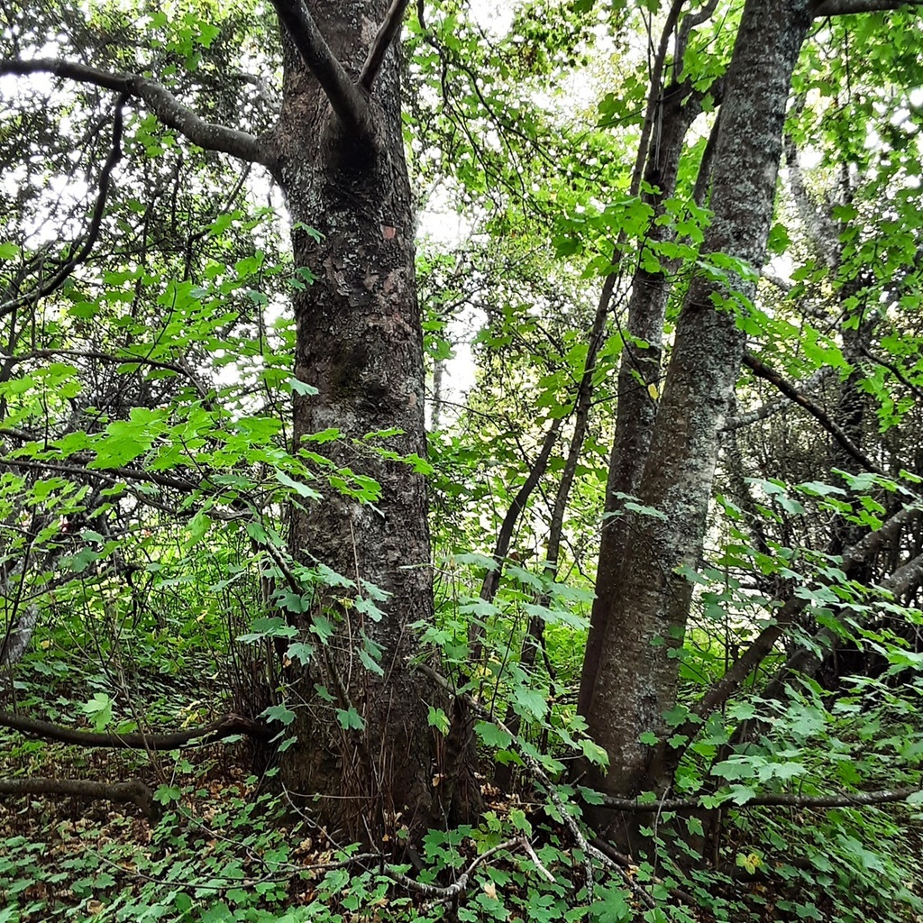 sycamore maple from Jenolan State Forest, NSW 2790, Australia on March ...