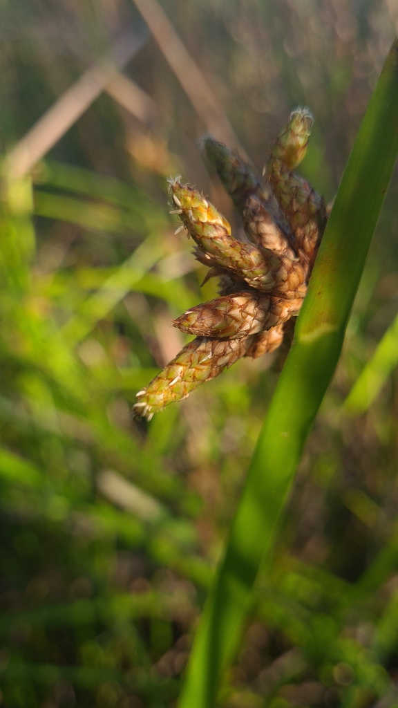 Bog Bulrush from Maroota NSW 2756, Australia on March 14, 2024 at 09:21 ...