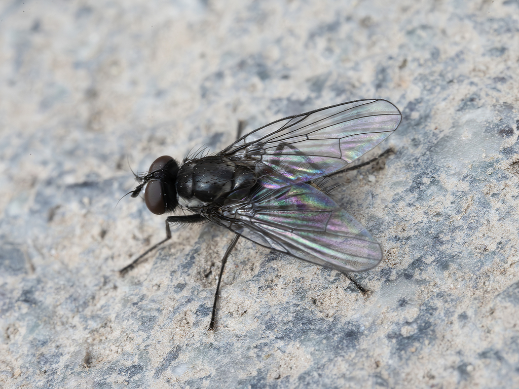 Limnophora from 中国北京市海淀区 on March 13, 2024 at 11:30 AM by Yushi Wang ...