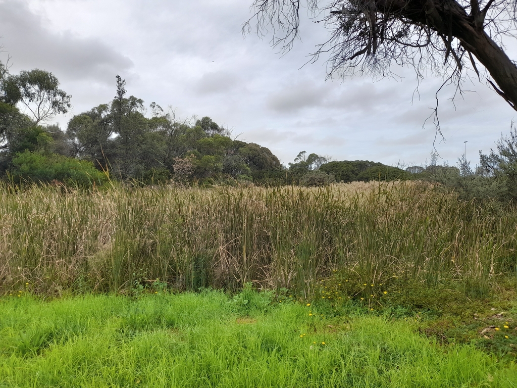 common reed from Capel Sound VIC 3940, Australia on March 13, 2024 at ...