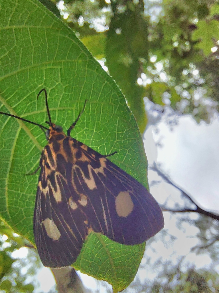 Two-spots Tiger Moth from Middle Rd at Parklands Dr, Boronia Heights ...