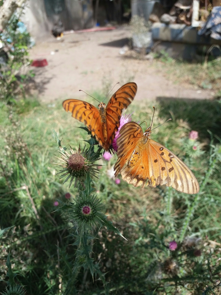 Gulf Fritillary in April 2019 by saitam1712 · iNaturalist