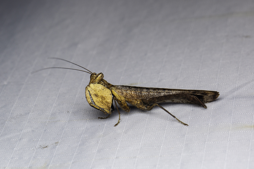 Astyliasula from MCM Nature Discovery Villa (Stephen's Place), Fraser's ...