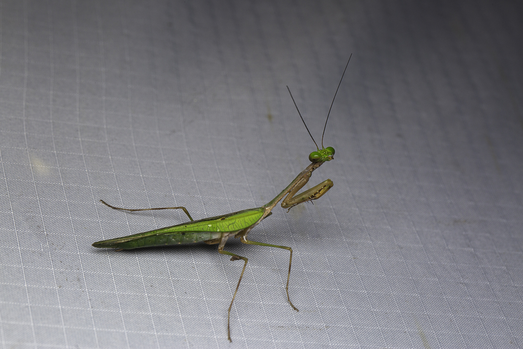 Camelomantis from MCM Nature Discovery Villa (Stephen's Place), Fraser ...