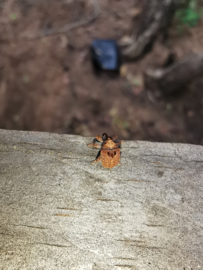 True Weevils from Sabie Park, 1260, South Africa on March 14, 2024 at ...