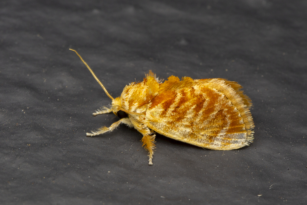 Quasinarosa corusca from Bukit Fraser, 49000 Bukit Fraser, Pahang ...