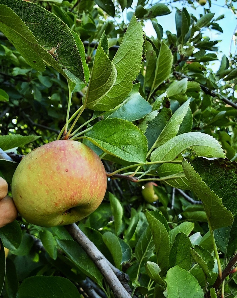 apple from Wallerawang NSW 2845, Australia on March 13, 2024 at 04:19 ...
