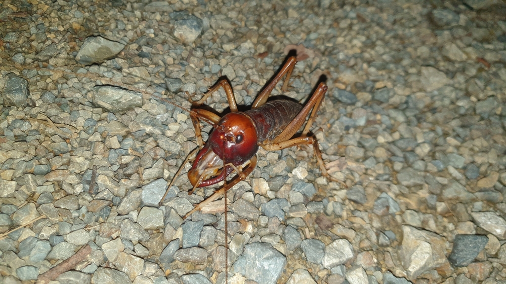 Giant King Cricket from Coramba NSW 2450, Australia on March 14, 2024 ...
