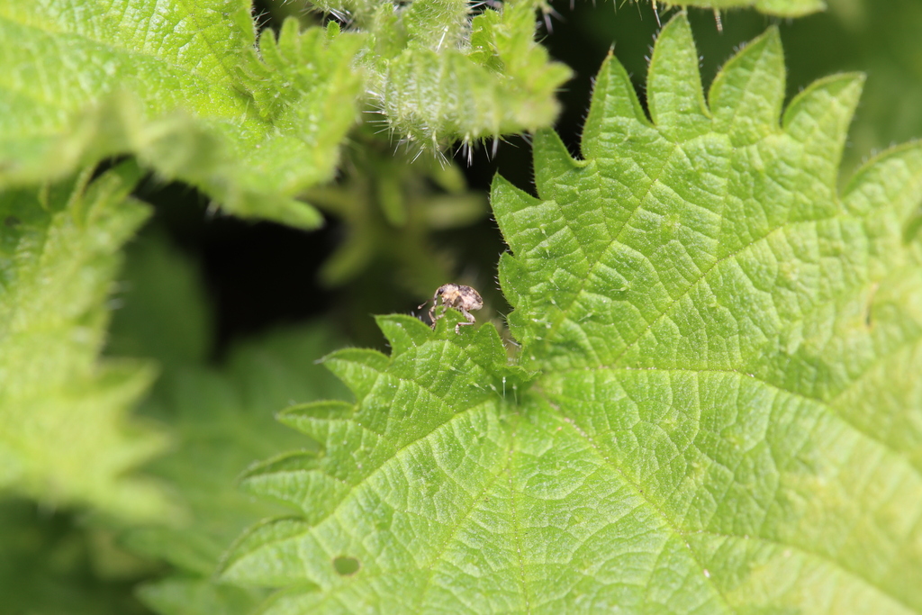 Small Nettle Weevil from Anna Paulowna, Netherlands on March 14, 2024 at 10:32 AM by luukieluuk ...