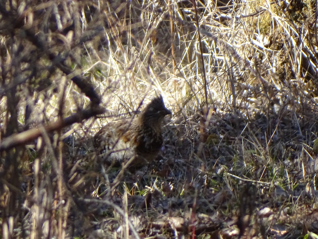 Ruffed Grouse from Aurora, MN, US on March 12, 2024 at 03:10 PM by Adam ...