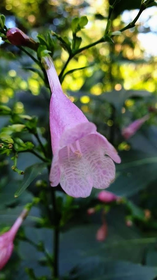 Chinese Rain Bell from Royal Botanic Garden Sydney, Mrs Macquaries Rd ...