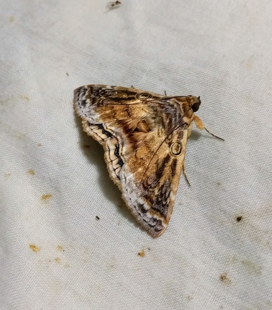 Cyclodes omma from 28750 Bentong, Pahang, Malaysia on September 10 ...