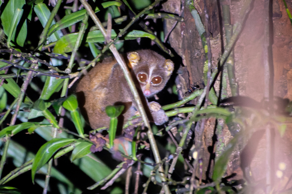 Red Slender Loris in January 2024 by Julian Gums · iNaturalist