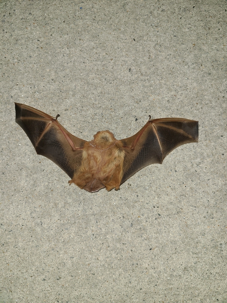 Eastern Red Bat from Madison, SC 29693, USA on March 13, 2024 at 11:33 ...