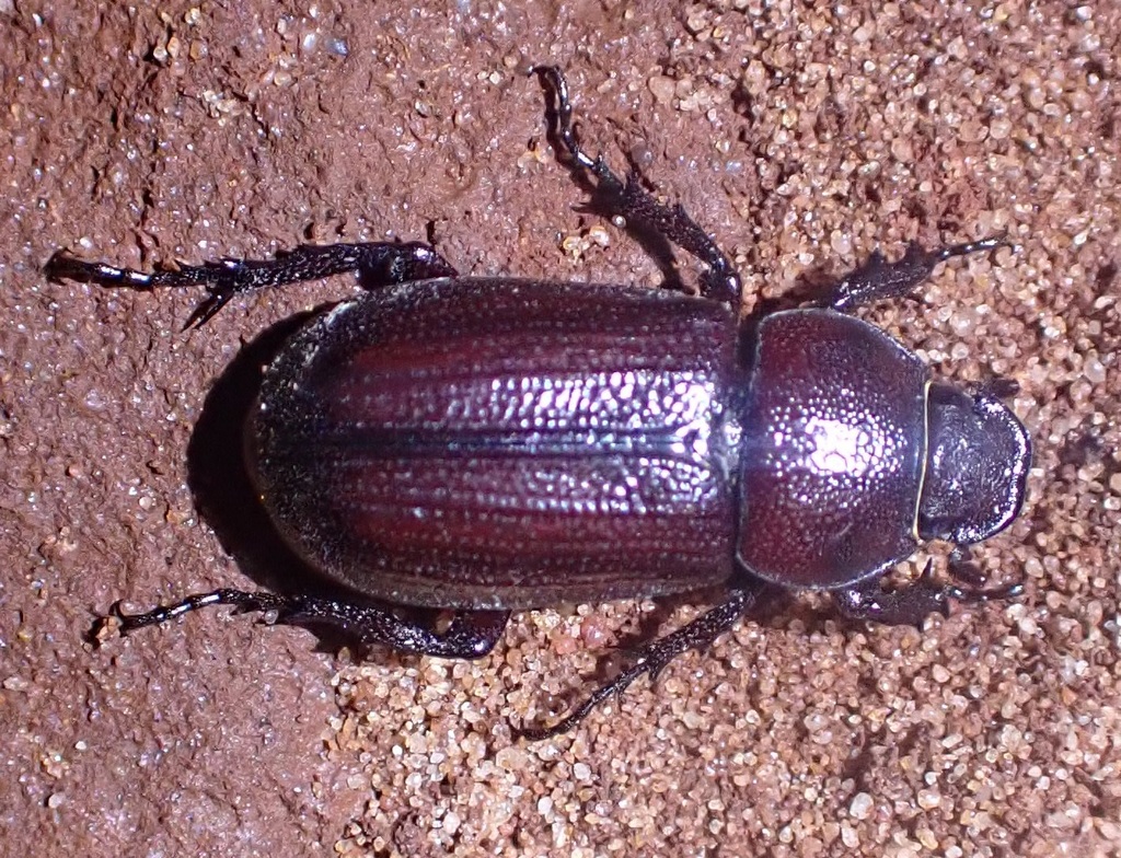 Cryptodus from Katherine NT 0850, Australia on March 13, 2024 at 06:21 ...