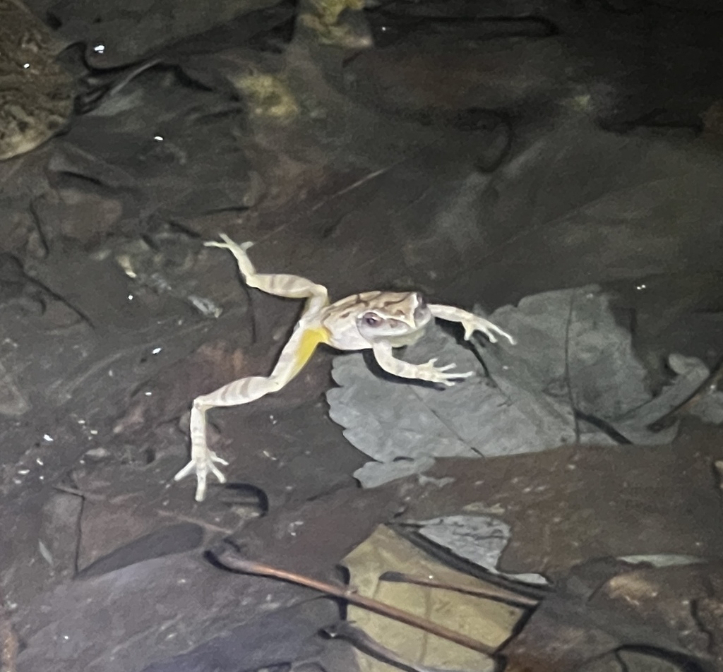 Spring Peeper from Prince William County, VA, USA on March 6, 2024 at ...