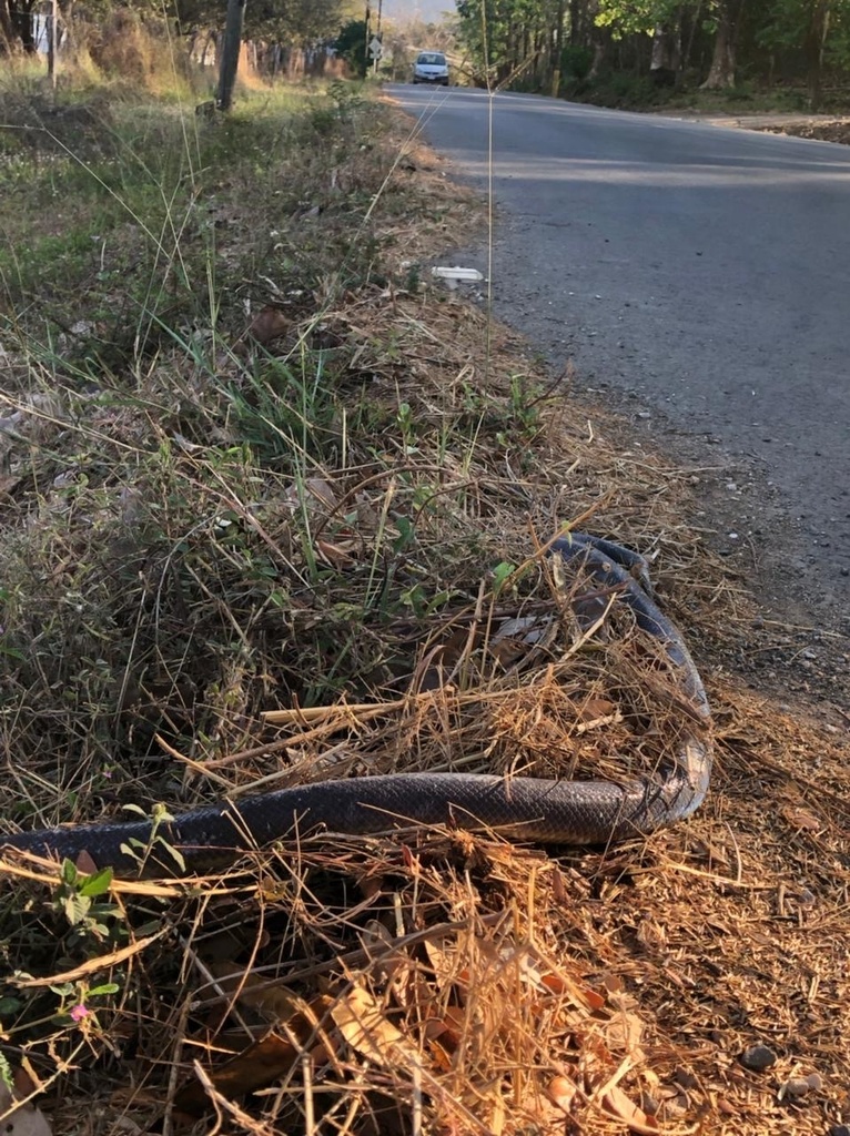 Mexican Burrowing Python from Vía 933, Santa Cruz, Guanacaste, CR on ...