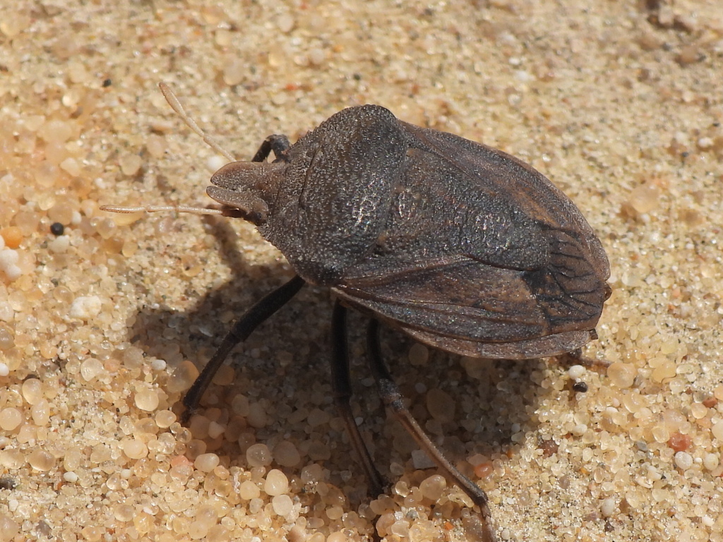 Arabian Desert Shield Bug from Gharb Al Dhahran, Dhahran Saudi Arabia ...