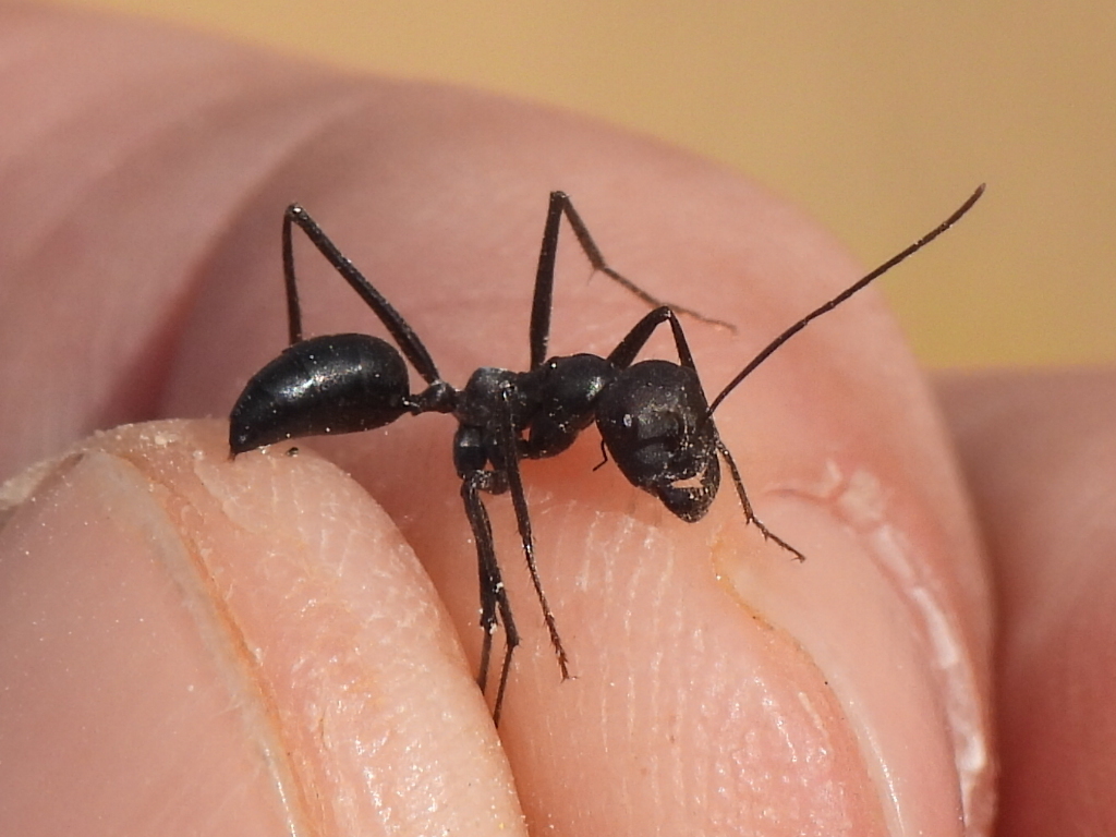Bicolor-group Sahara Ants from Gharb Al Dhahran, Dhahran Saudi Arabia ...