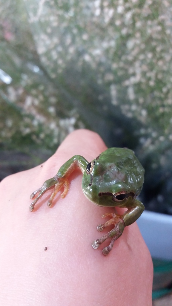 Lemon-yellow Tree Frog from Khorasgan, Isfahan, Isfahan Province, Iran ...