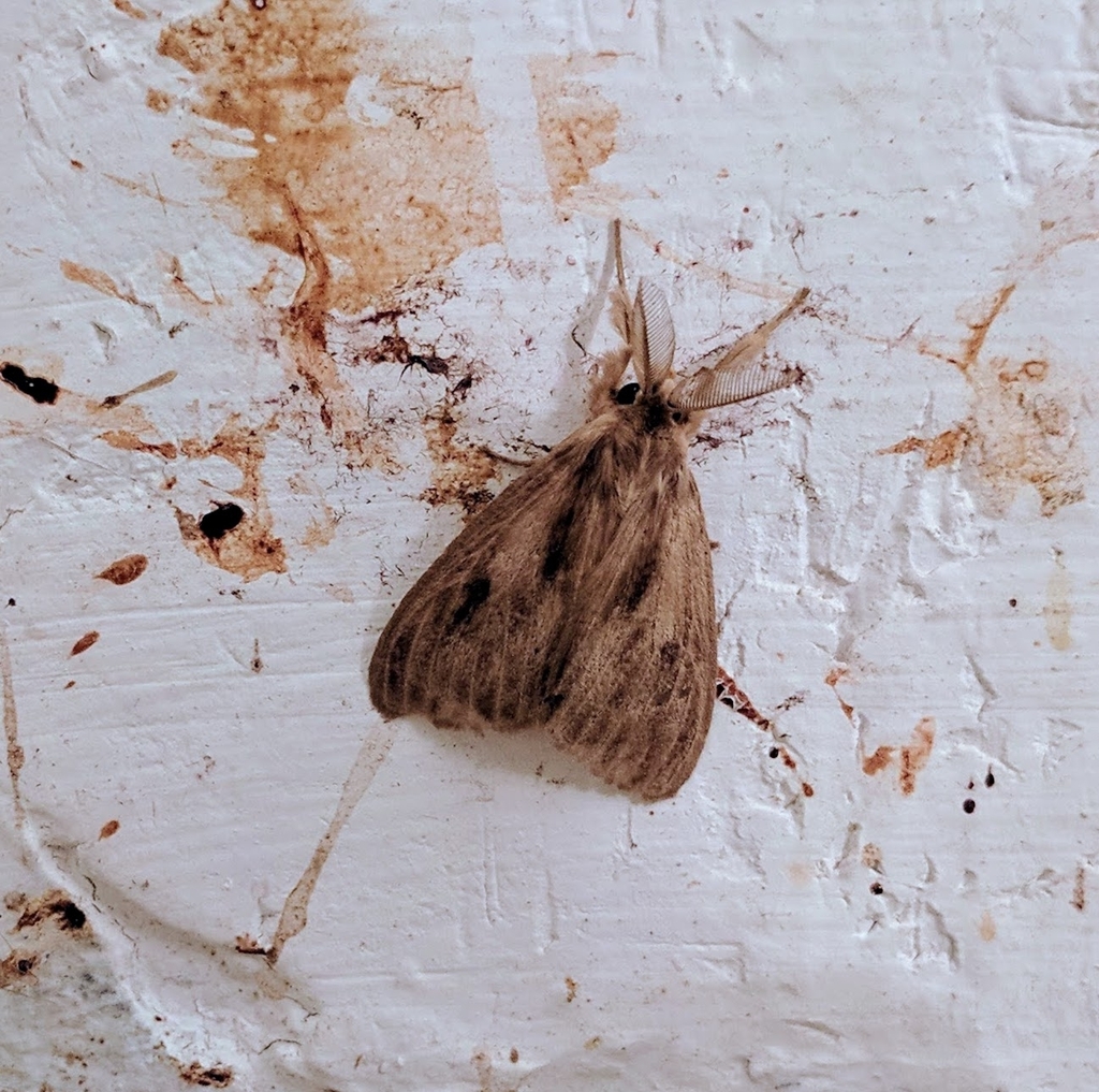 Laelia testacea from 28750 Bentong, Pahang, Malaysia on September 25 ...