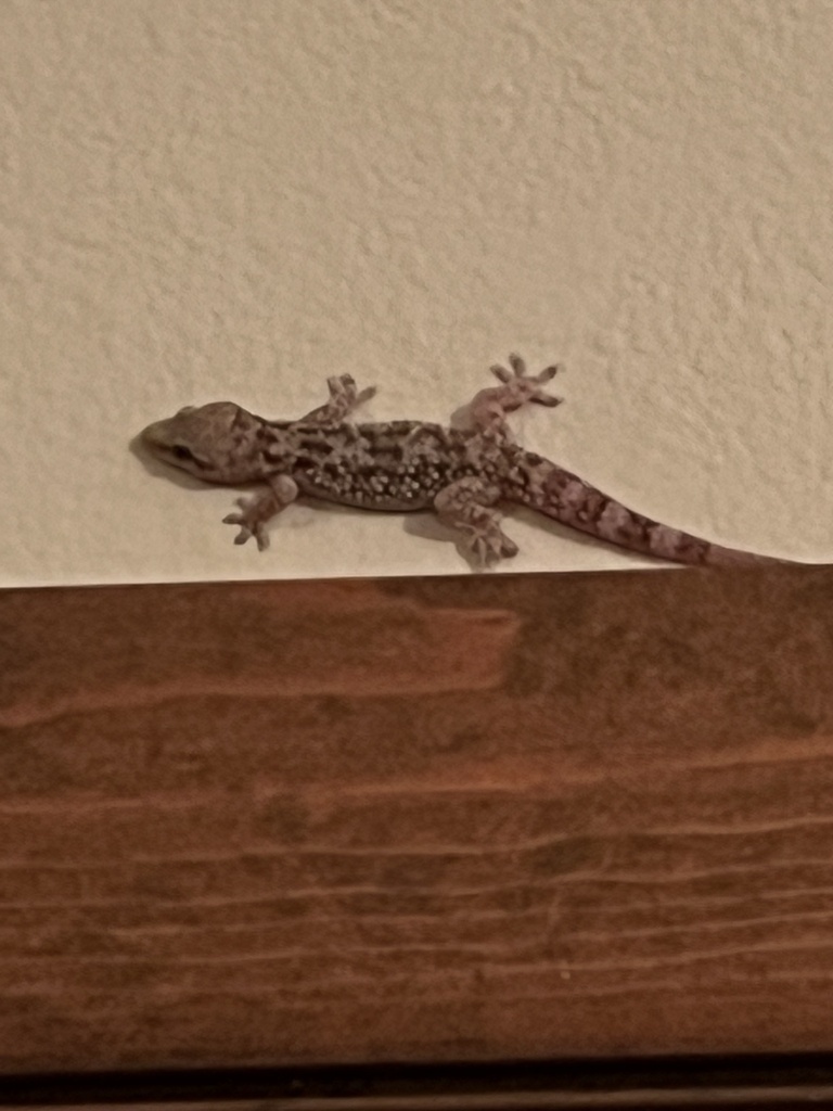 Mediterranean House Gecko from Owl Creek Rd, La Grange, TX, US on March ...