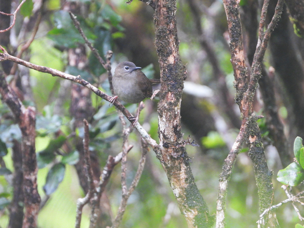 Puaiohi in March 2024 by Yinan Li · iNaturalist