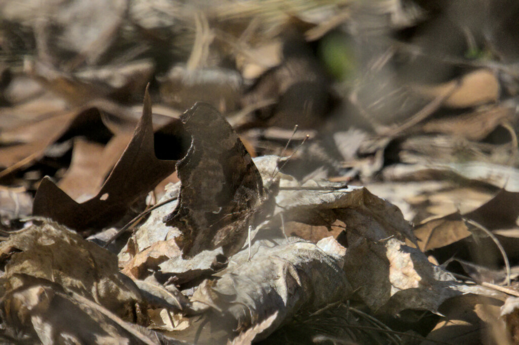 Eastern Comma from Dolph Nature Area, Ann Arbor, MI on March 13, 2024 ...