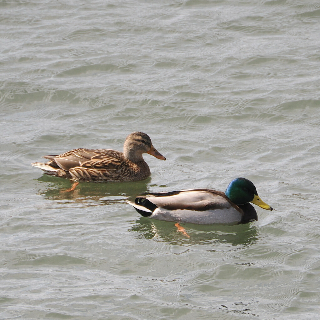 Mallard from Tsurusaki, Oita, 870-0106, Japan on March 8, 2024 at 10:27 AM by Kirill Kryukov ...