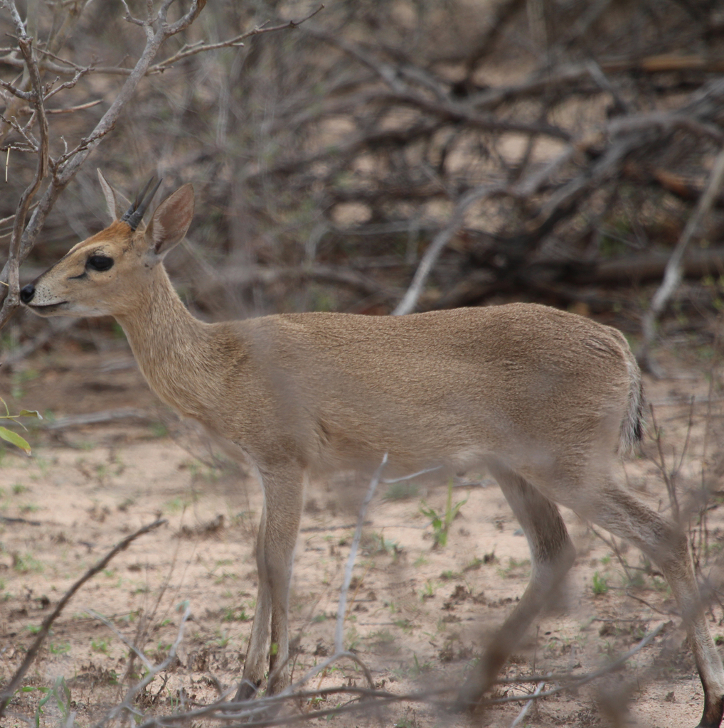 Grey Common Duiker from Skukuza, 1350, South Africa on November 11 ...