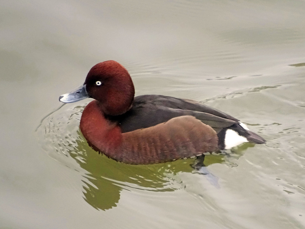 Ferruginous Duck in March 2017 by Константин Ординарцев · iNaturalist