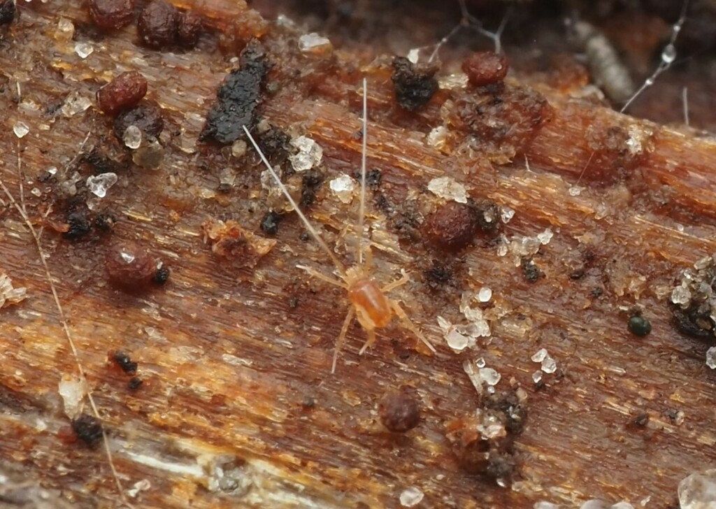 Linopodes from Gdańsk, Poland on March 14, 2024 at 12:03 PM by Bogdan ...