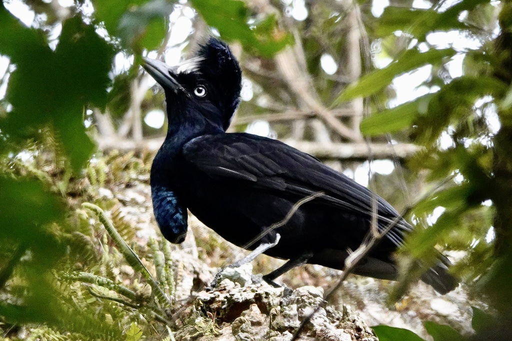 Cephalopterus ornatus (Aves Reserva ProAves El Jaguar ) · iNaturalist