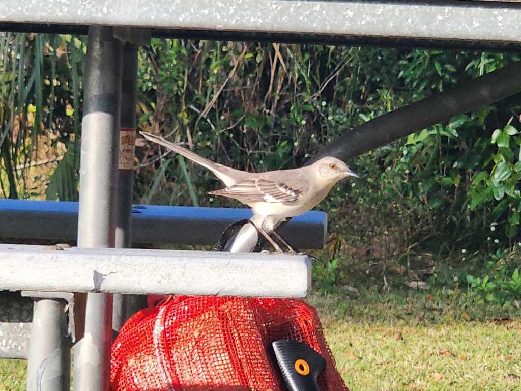 Eastern Mockingbird from Miami-Dade County, FL, USA on March 14, 2024 ...