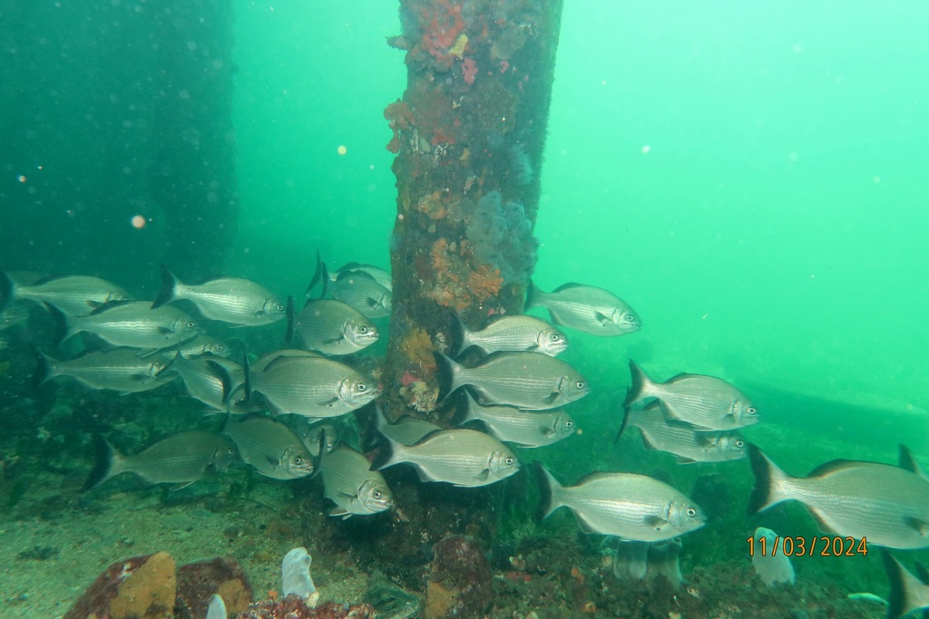 Silver Drummer from Edithburgh Jetty on March 11, 2024 at 10:39 AM by ...