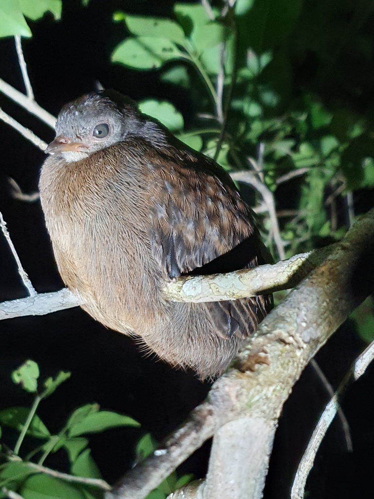 Birds from Lee Point NT 0810, Australia on March 14, 2024 at 08:27 PM ...