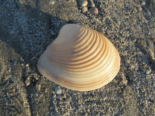 Duck Clams (Kymatoxinae)