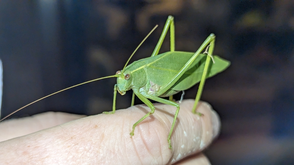 Torbia from Bend of Islands VIC 3097, Australia on March 14, 2024 at 10 ...