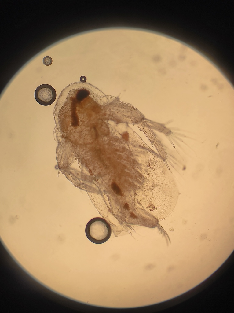 Sida crystallina from Брыкин Бор, Рязанская обл., Россия, 391072 on ...