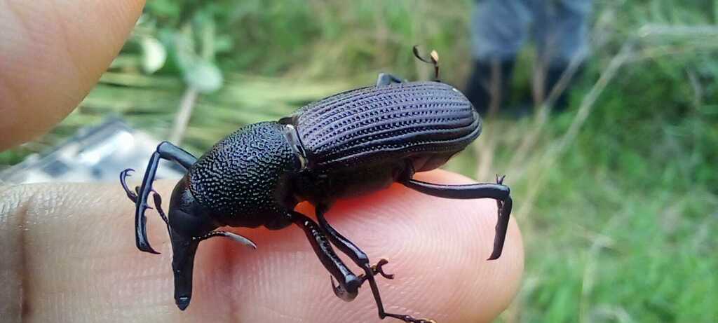 Bearded Weevil from Aguazul, Casanare, Colombia on March 13, 2024 at 09 ...